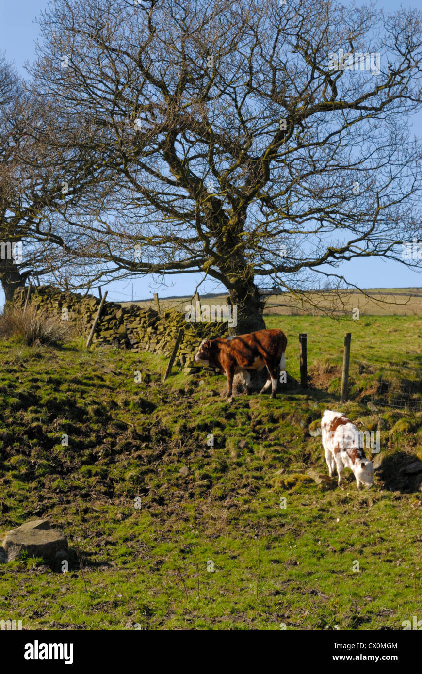 Views of farms and their animals in the rugged landscape of the south ...