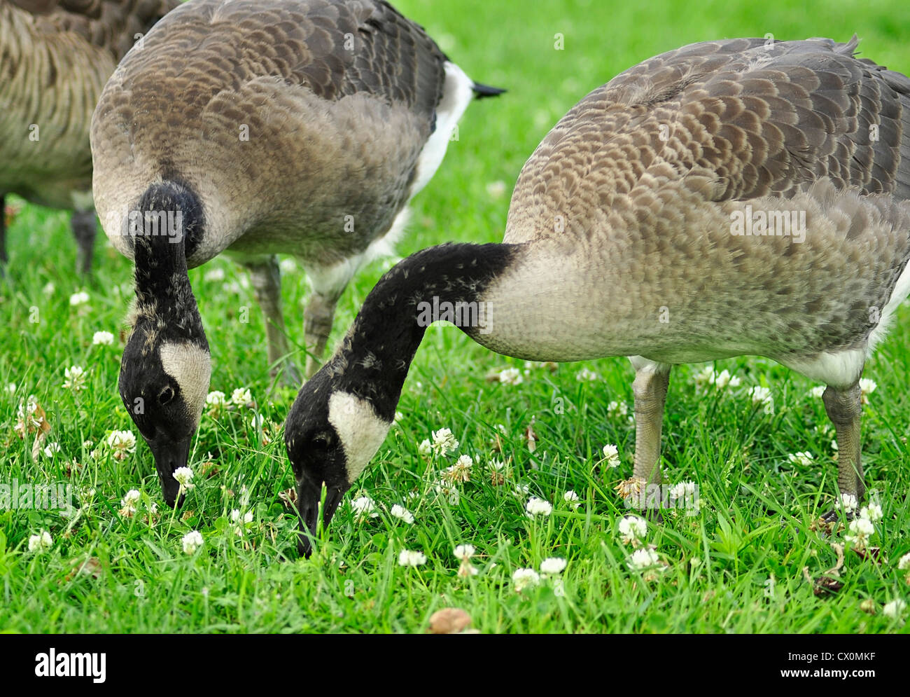 two young canada geese feeding in the park Stock Photo - Alamy