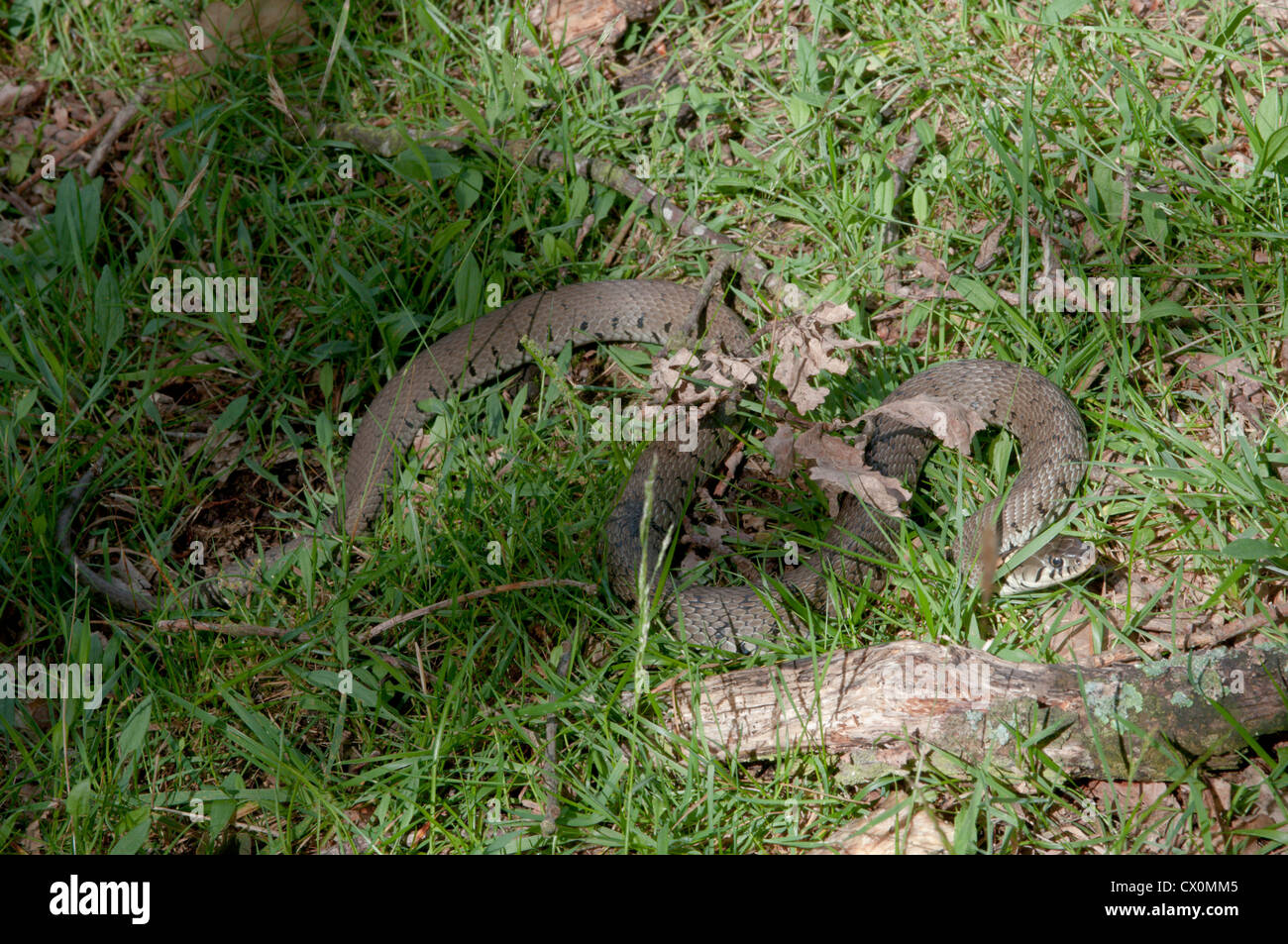 NT. Grass snake (Natrix natrix) West Sussex, UK. July Stock Photo - Alamy