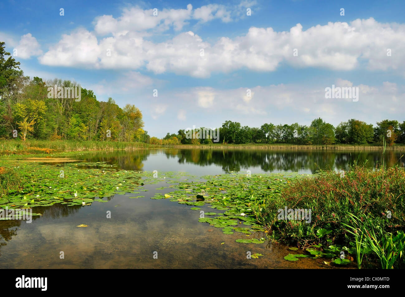 summer landscape with lake and blue sky Stock Photo - Alamy