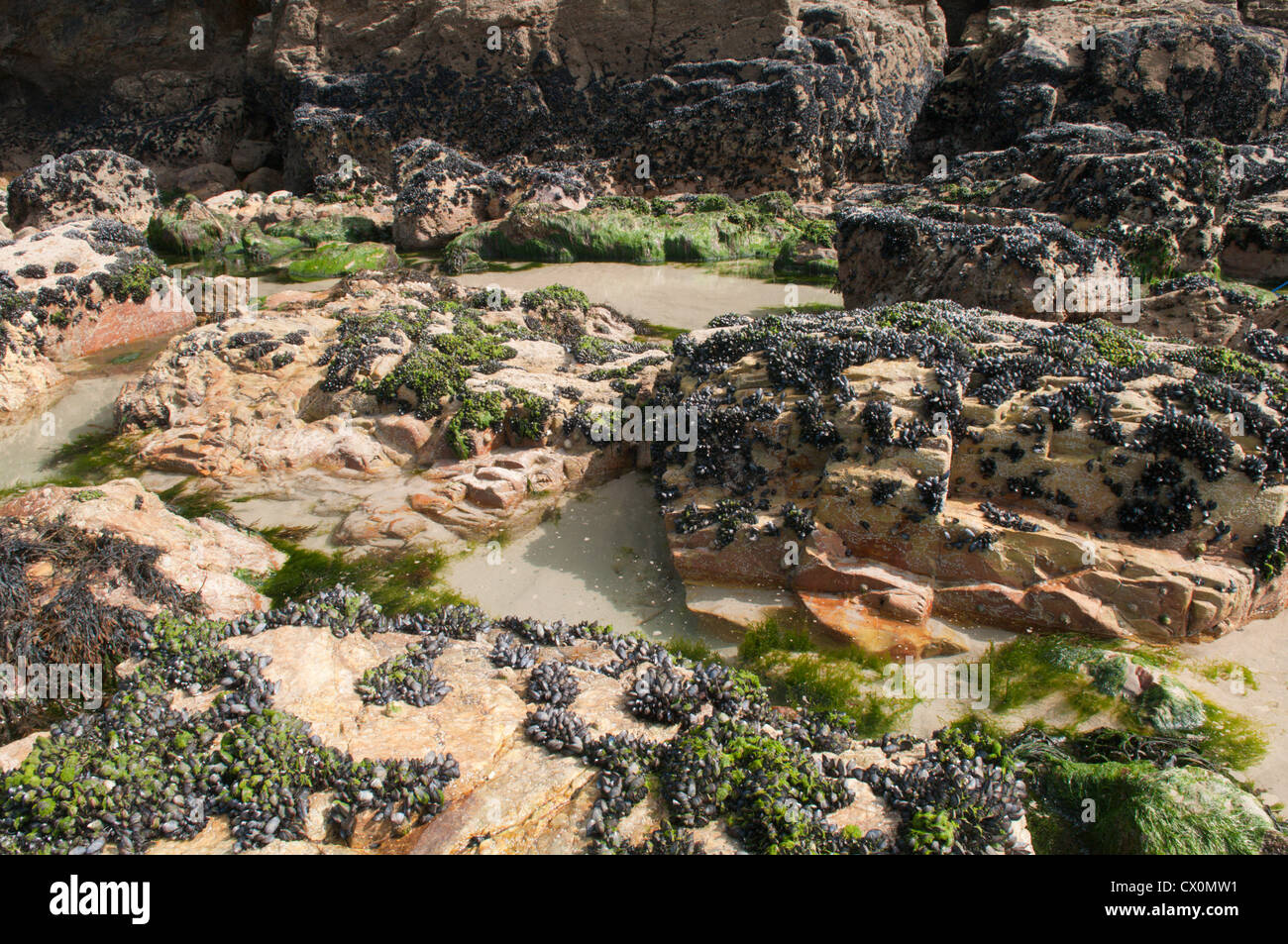 View of rock formations, rock pools and Mussels (Mytilus edulis) on ...