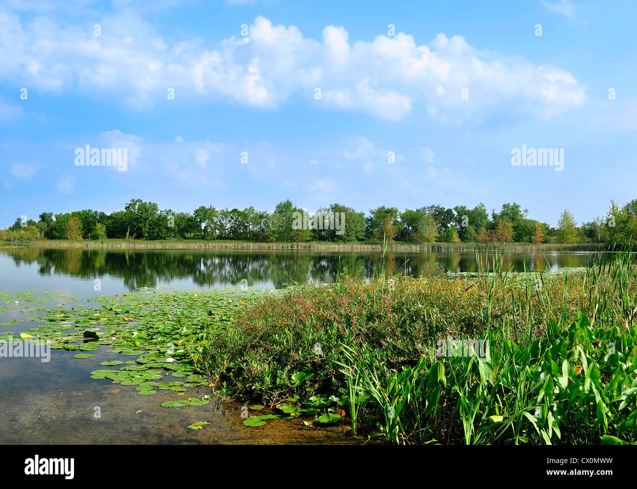 summer landscape with lake and blue sky Stock Photo - Alamy