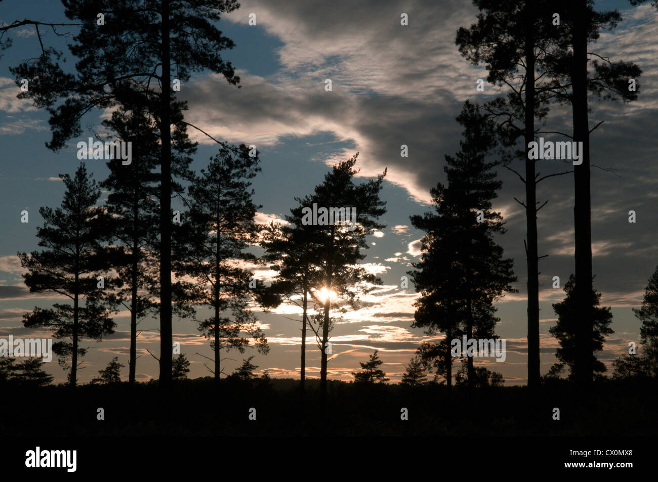 Conifer plantation uk hi-res stock photography and images - Alamy