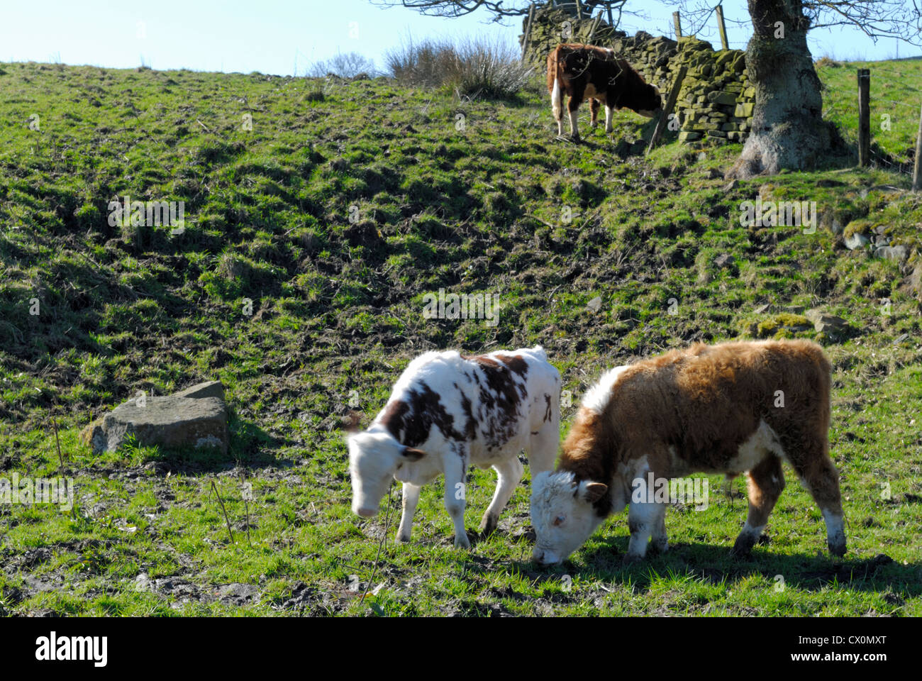 Views of farms and their animals in the rugged landscape of the south ...
