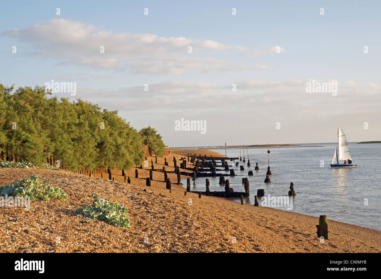 Wooden groynes river Deben, Bawdsey Ferry, Suffolk, UK Stock Photo - Alamy