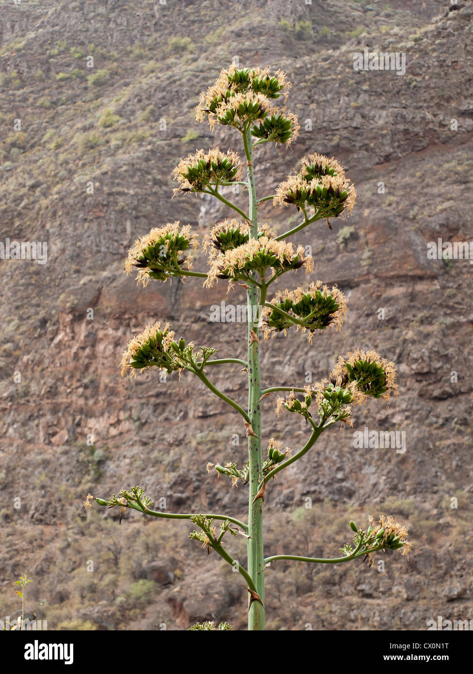 Barranco de Guayadeque in Gran Canaria agave flower in front of cliff ...