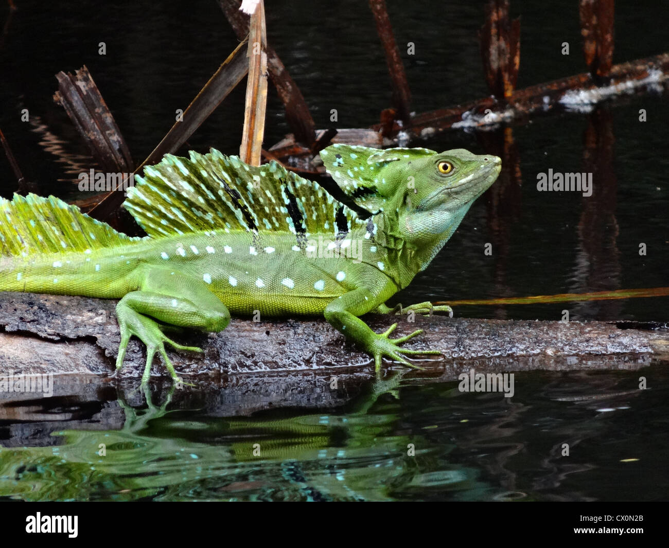 Male Jesus Christ lizard, Green Lizard, Costa Rica Stock Photo - Alamy