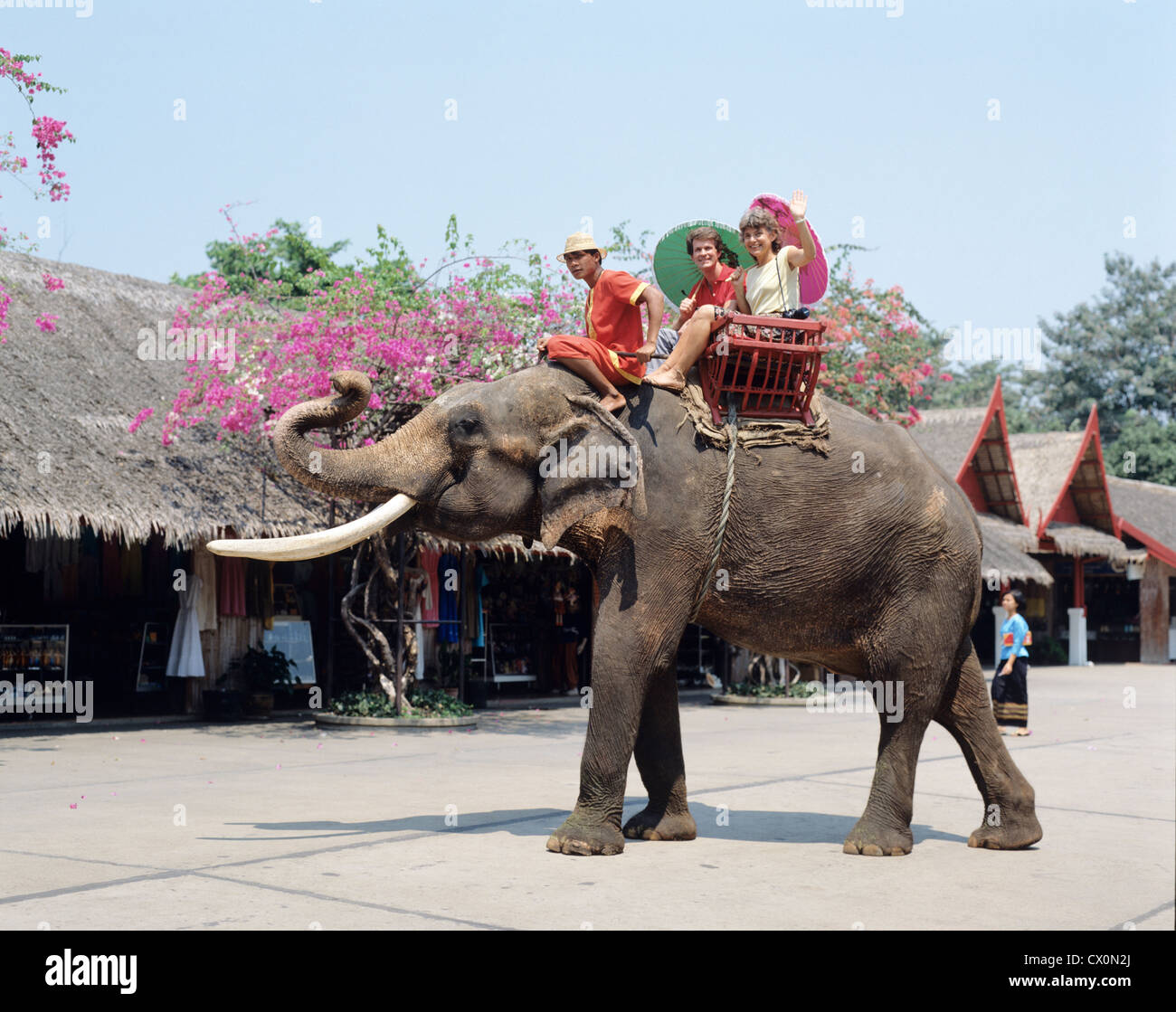 Elephant carrying man hi-res stock photography and images - Alamy