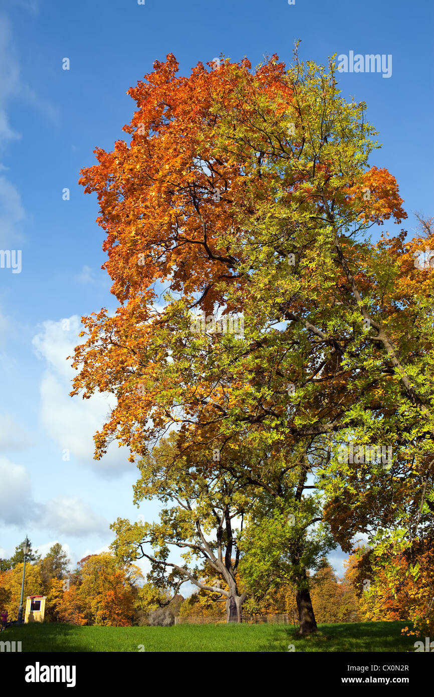 Bright tree in autumn park Stock Photo - Alamy