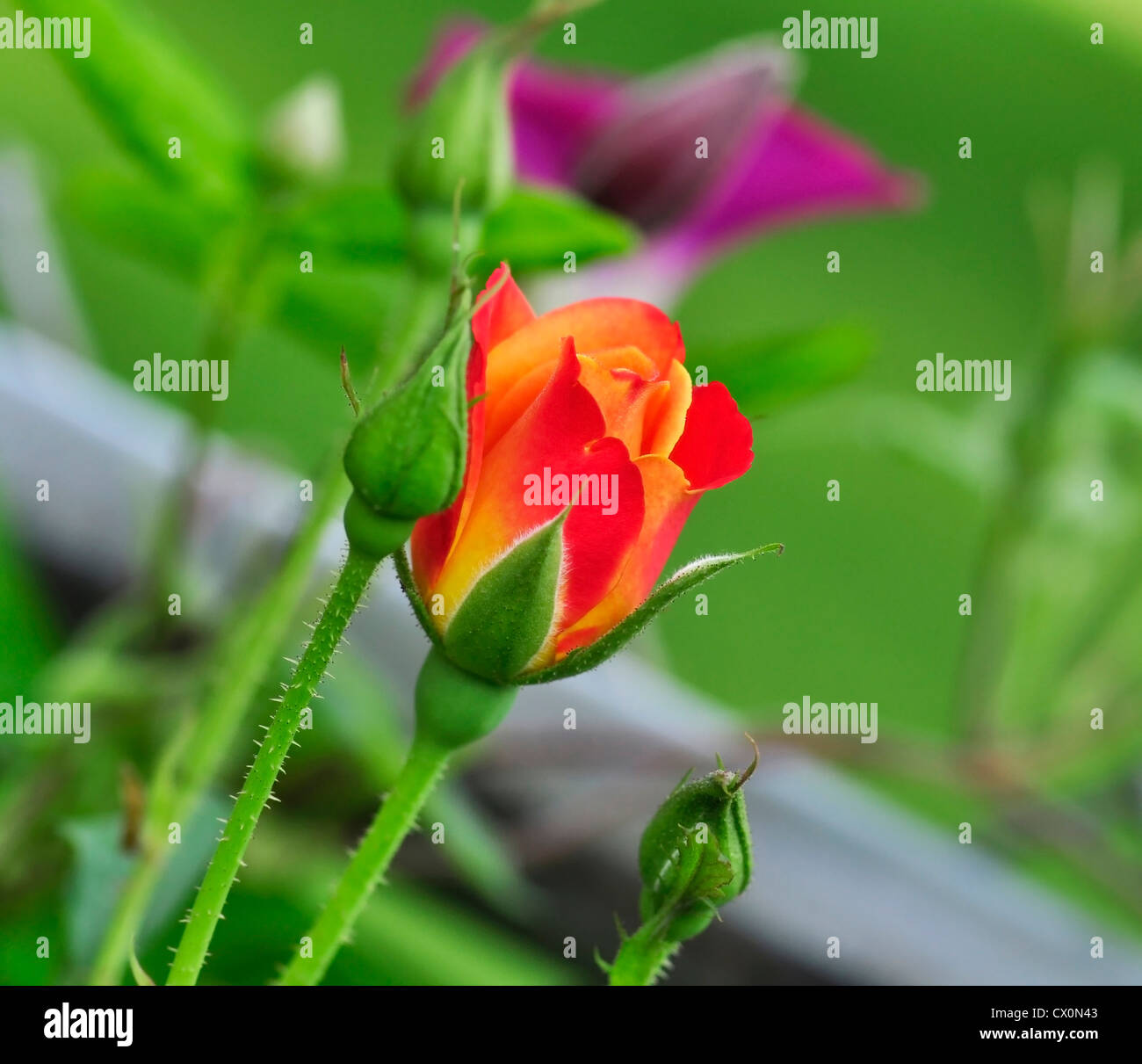 yellow and pink rose with buds Stock Photo - Alamy