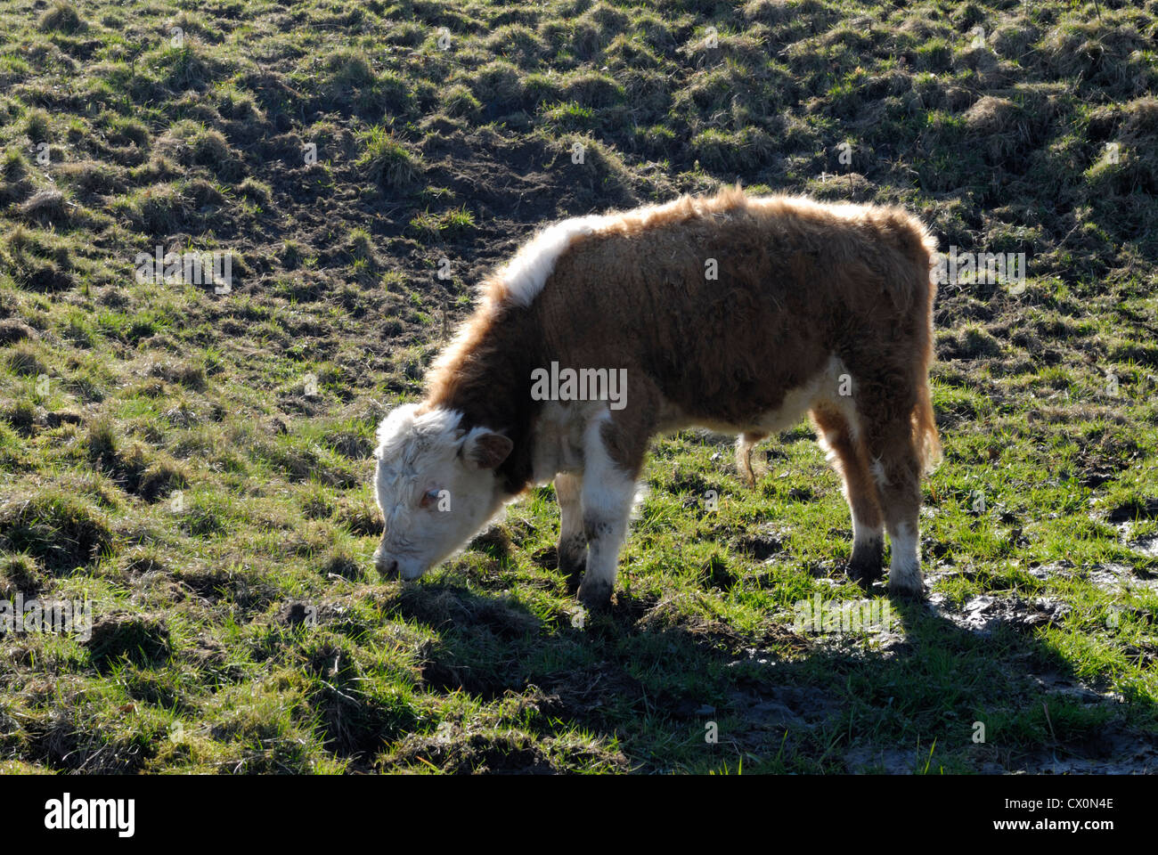 Views of farms and their animals in the rugged landscape of the south ...