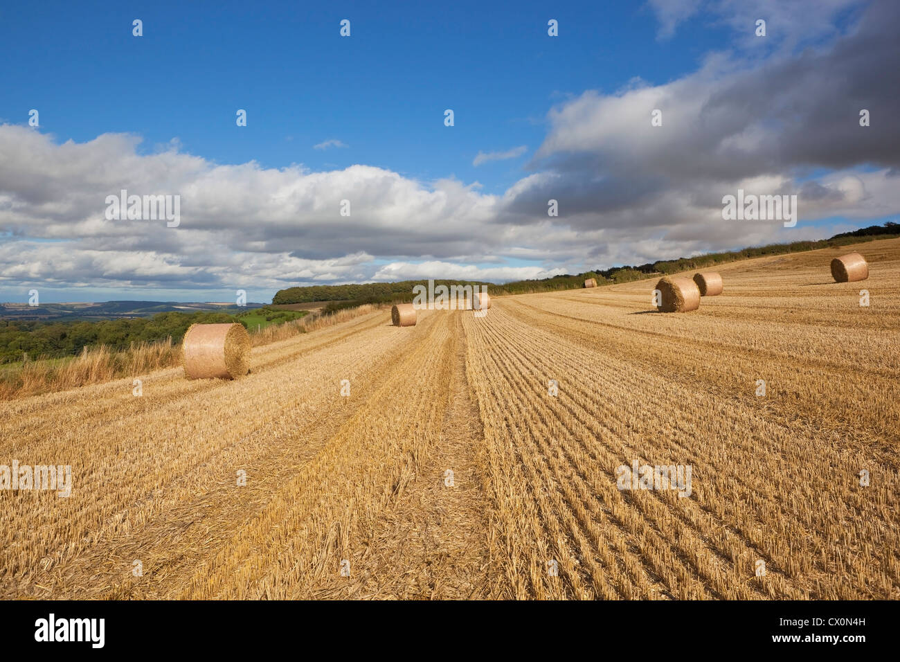 A dramatic September landscape with wind blown clouds in blue sky over ...