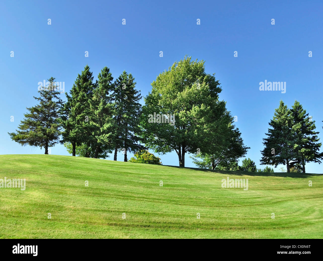 hill with trees Stock Photo - Alamy