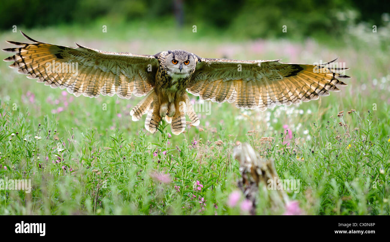European Eagle Owl Stock Photo - Alamy