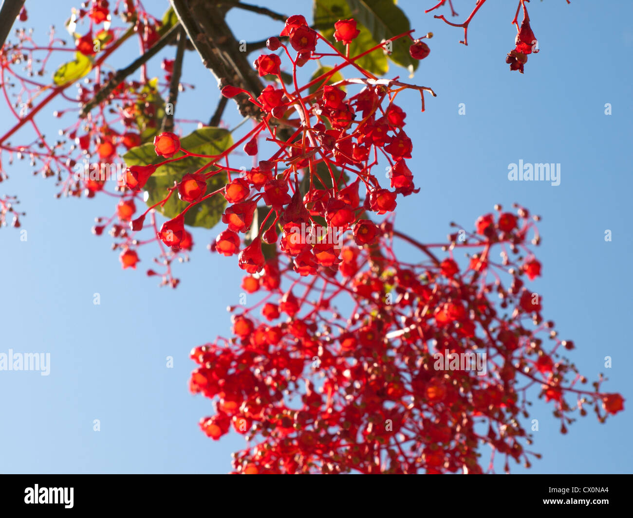 Flowering tree in Gran Canaria ,Canary Islands Stock Photo - Alamy