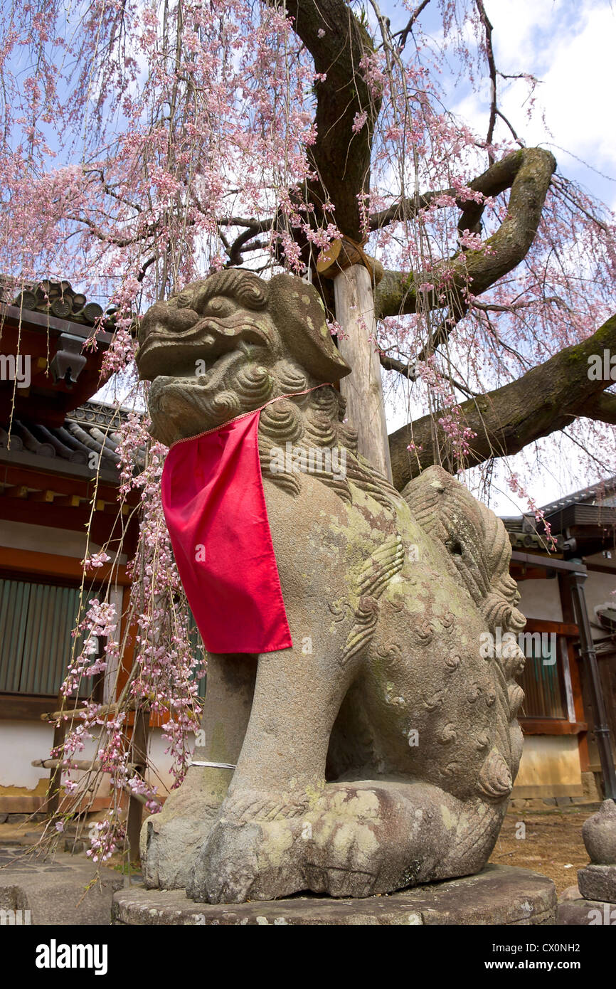 Statue of dog guard (komainu) in Shinto shrine under sakura tree during ...