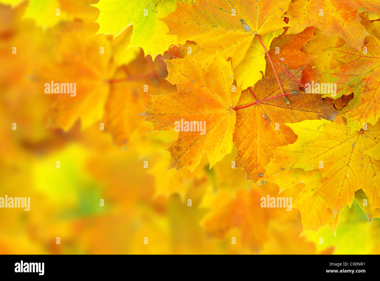 autumn maple leaves Stock Photo - Alamy