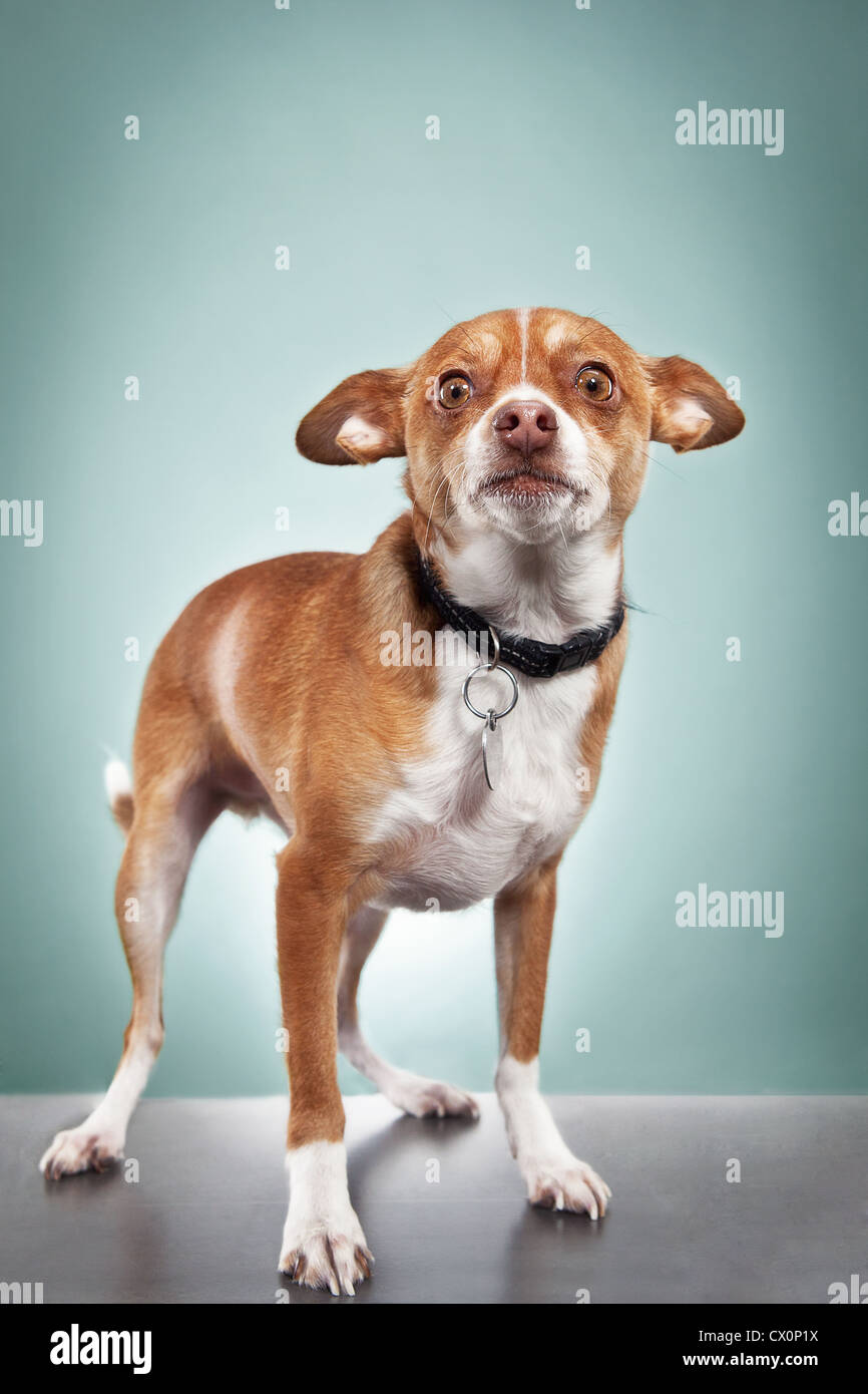 Studio portrait of chihuahua Stock Photo - Alamy