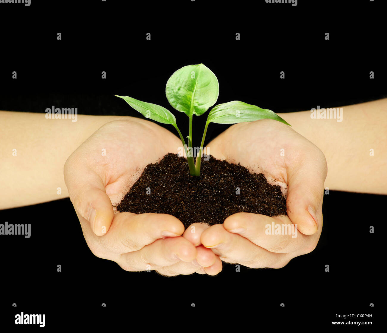 plant in hands isolated on black Stock Photo - Alamy