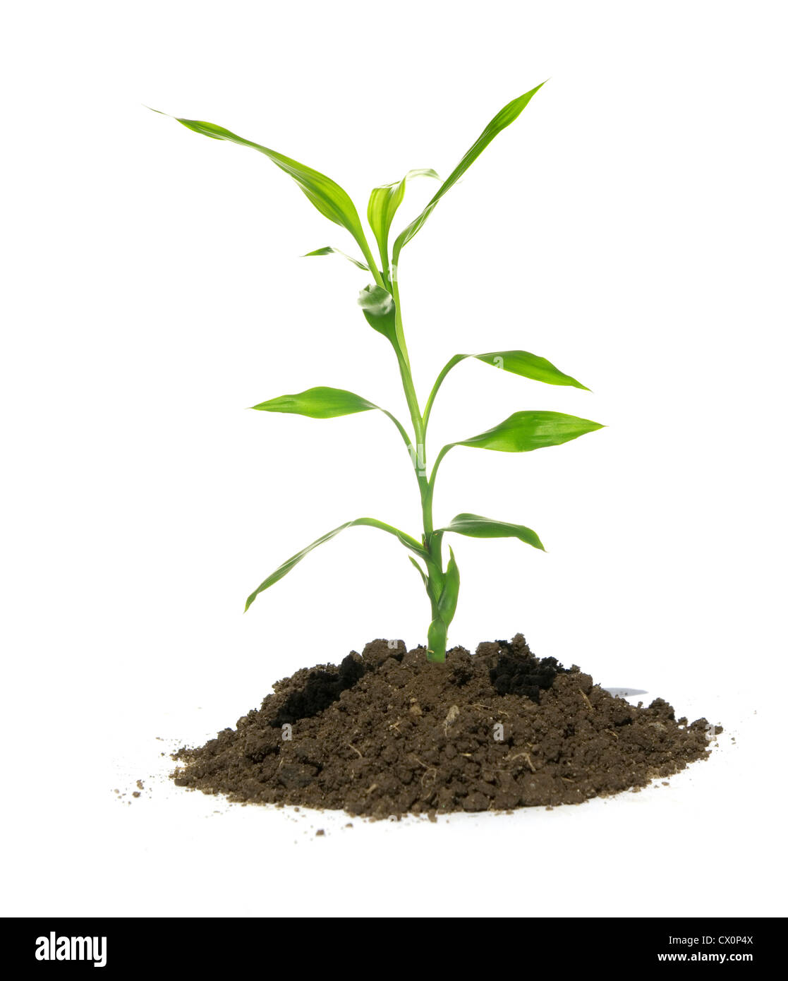 Little green plant on white background Stock Photo - Alamy