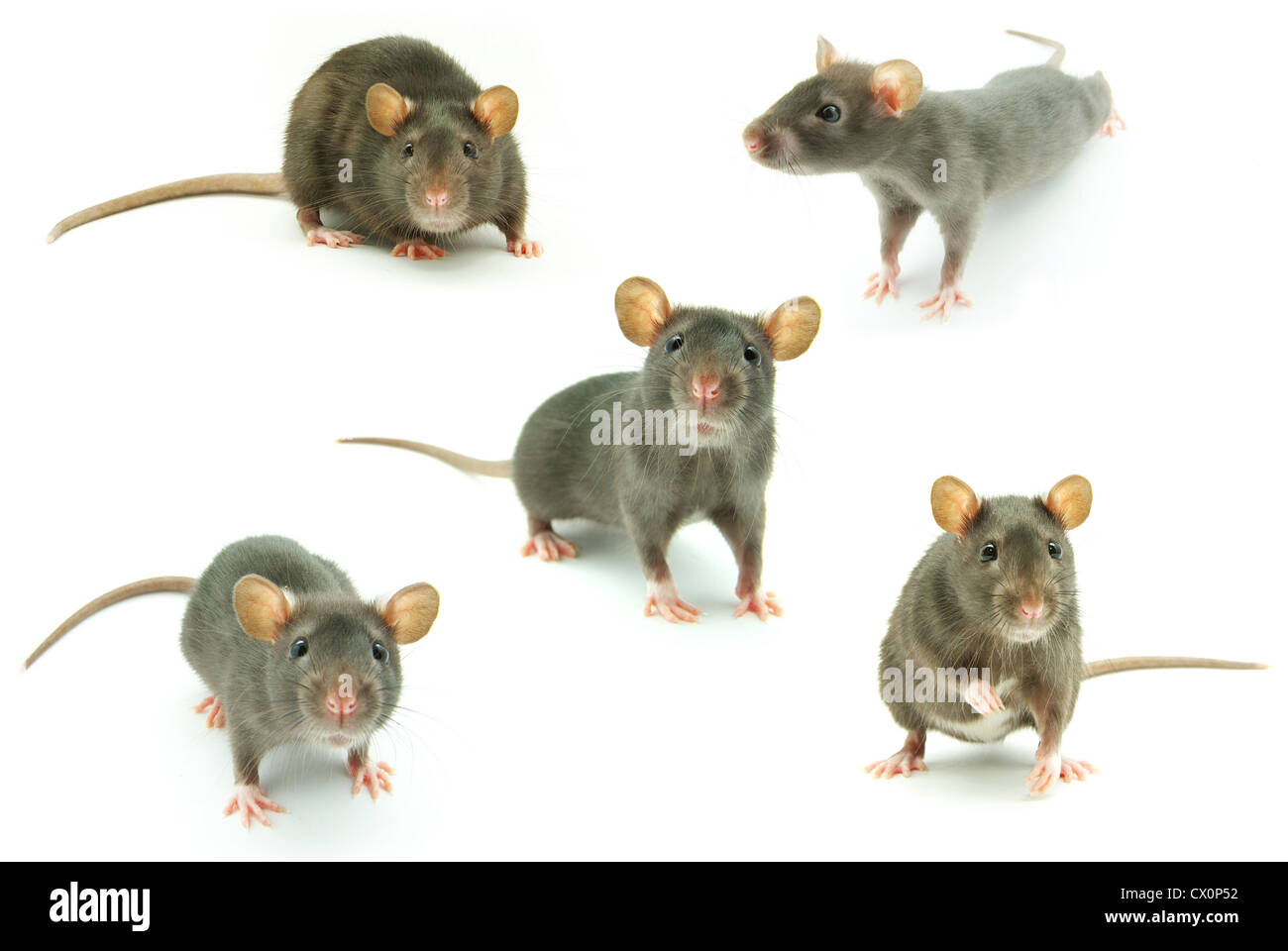 funny rat isolated on white background Stock Photo - Alamy