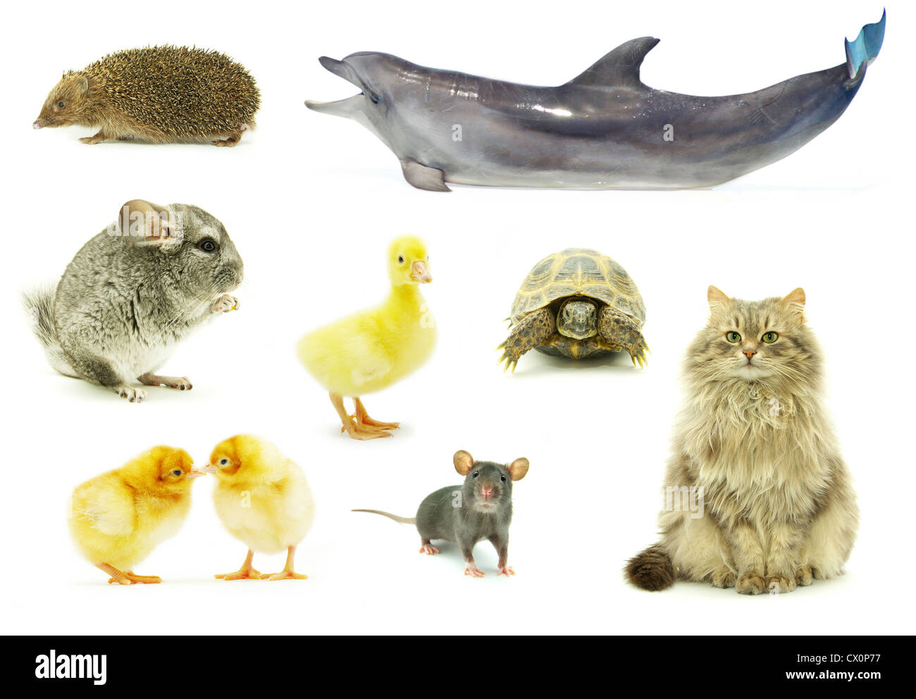 collection animal isolated on white background Stock Photo - Alamy