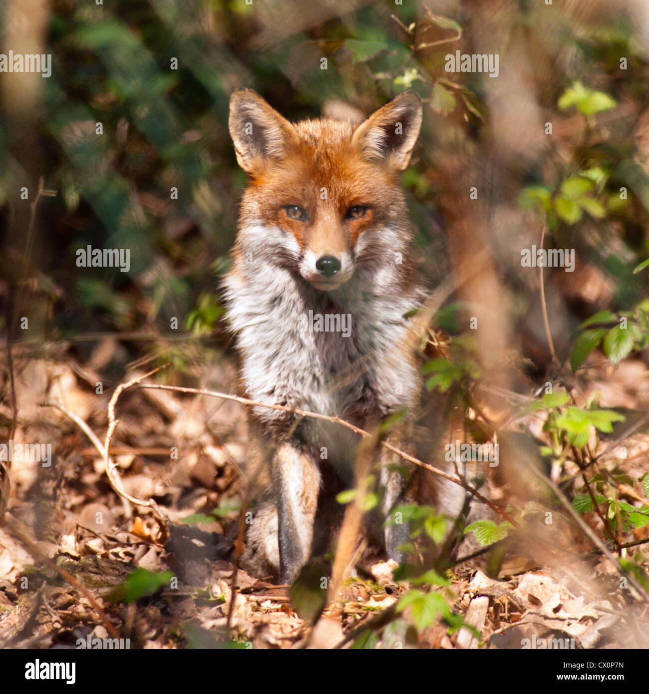 Red fox moment hi-res stock photography and images - Alamy