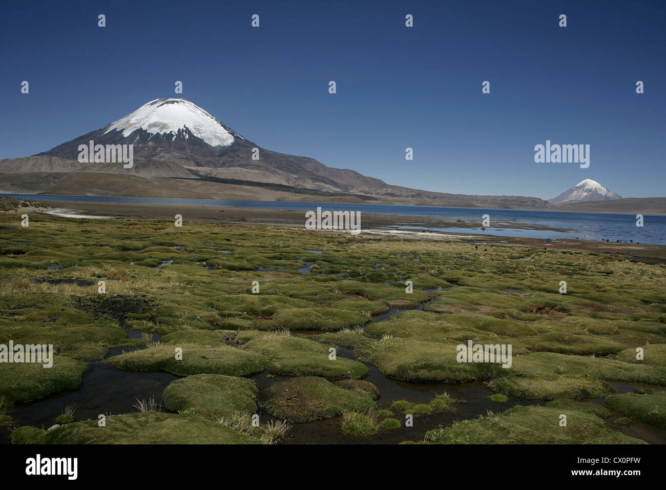 Parinacota volcano and Lake Chungará, Lauca National Park Chile Stock ...