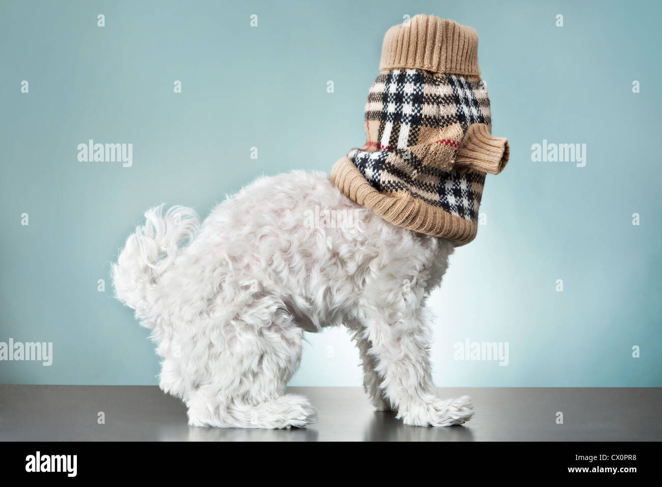 Side view of fluffy white Maltese dog with tartan woollen accessory ...