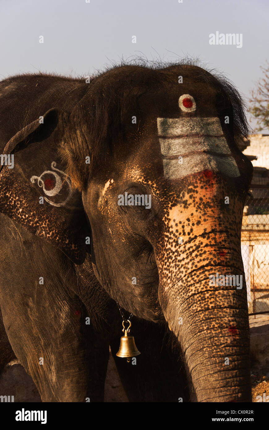 Elk201-2600v India, Karnataka, Hampi, elephant Stock Photo - Alamy