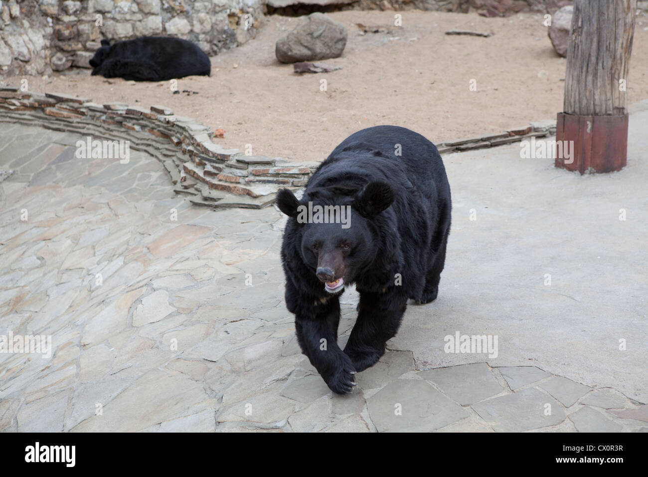 Ussuri Whitechest (Himalayan) bear in the Moscow zoo, Russia. Asian ...