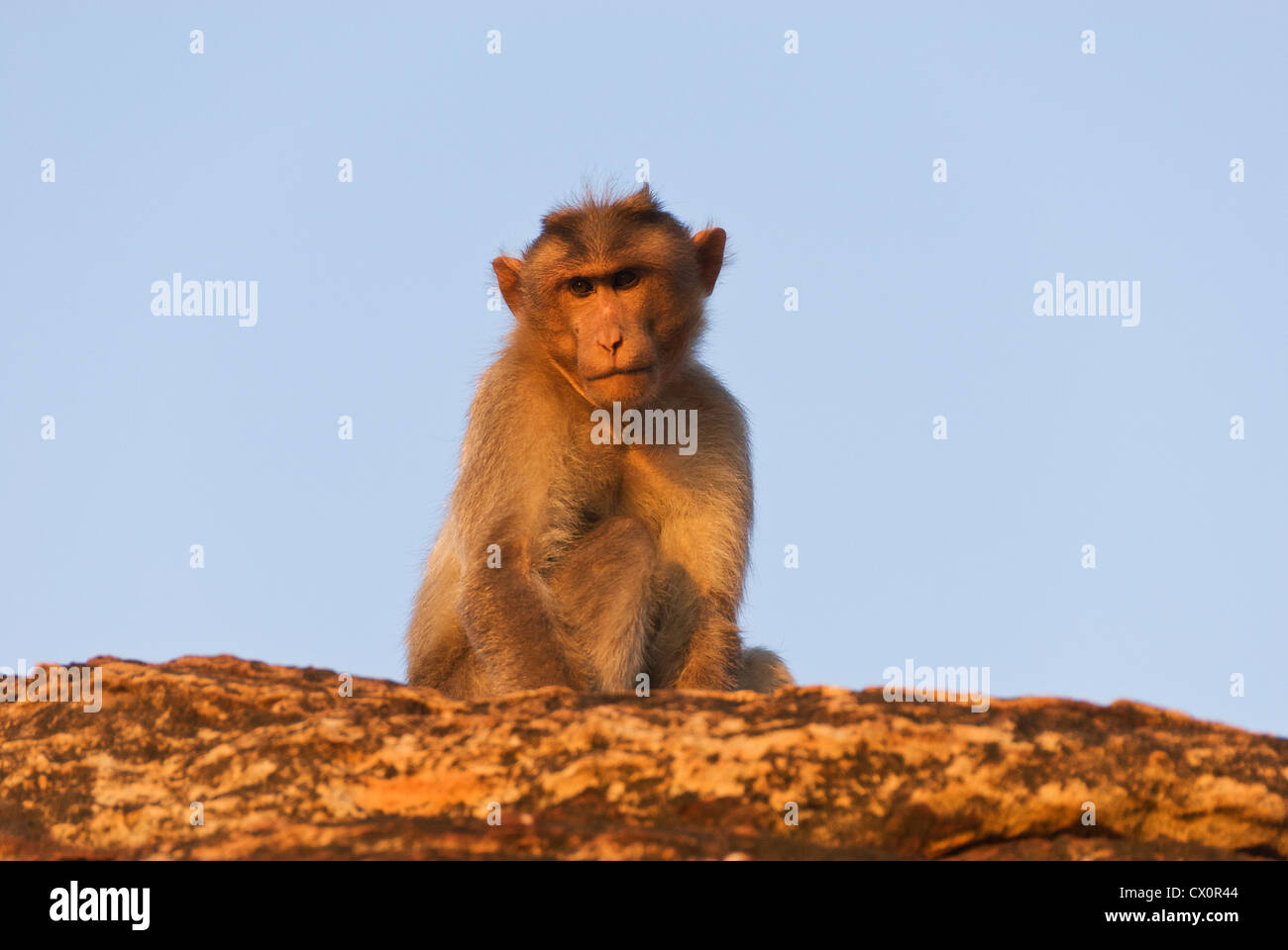 India wild monkey hi-res stock photography and images - Alamy