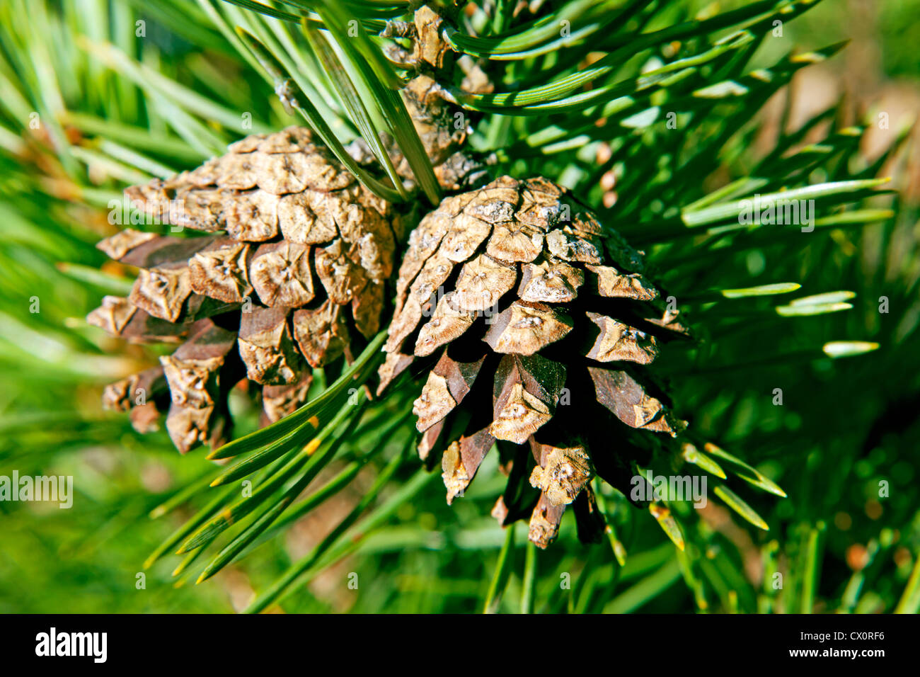 Two cones on a pine Stock Photo - Alamy