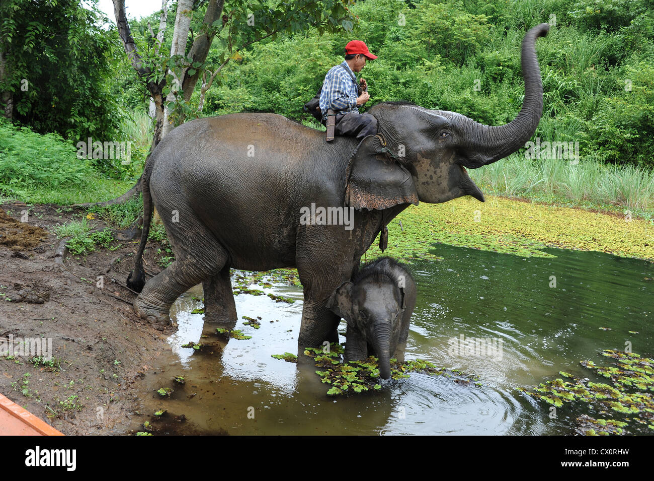 Mum and baby elephant hi-res stock photography and images - Alamy