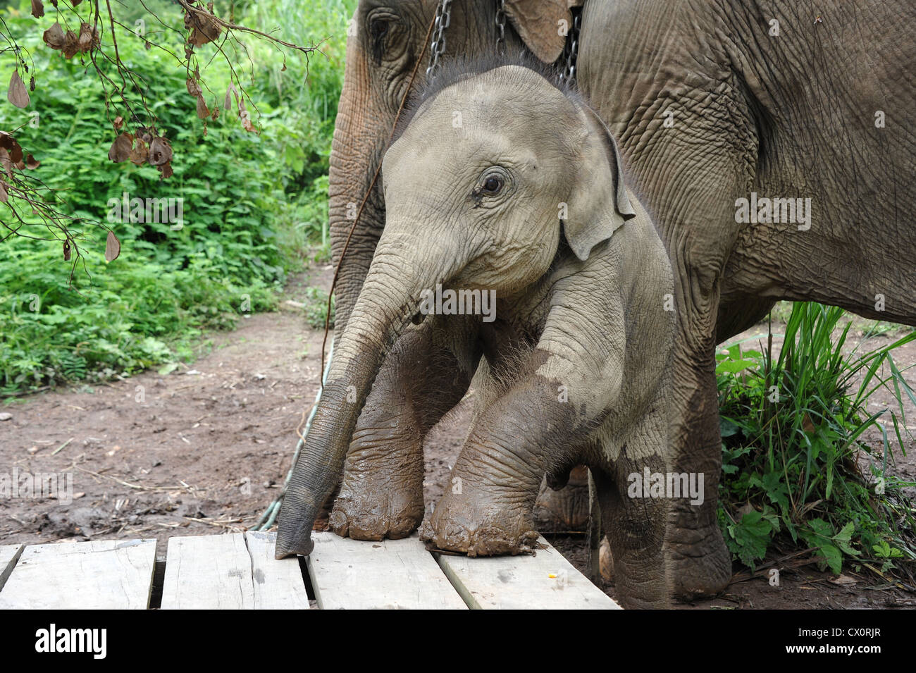 Mother elephant and offspring explore surroundings in the Elephant ...