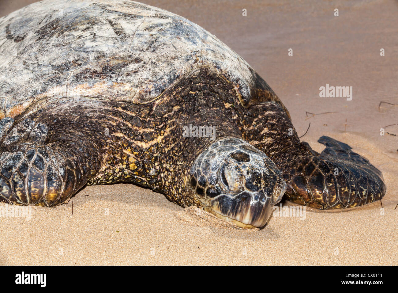 A Green sea turtle lying in the sun on the beach Stock Photo - Alamy