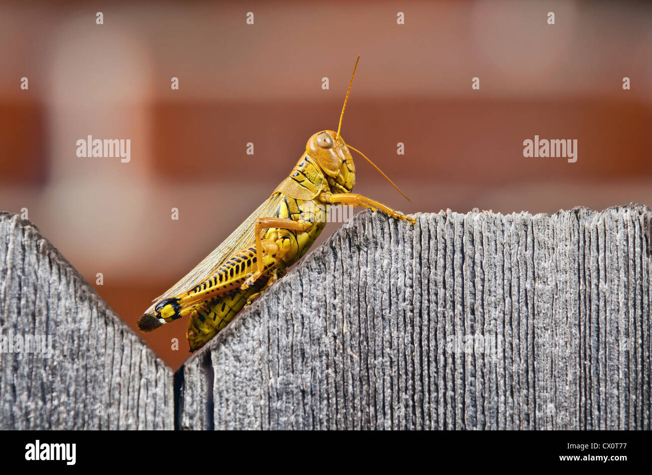 Grasshopper on the fence Stock Photo - Alamy