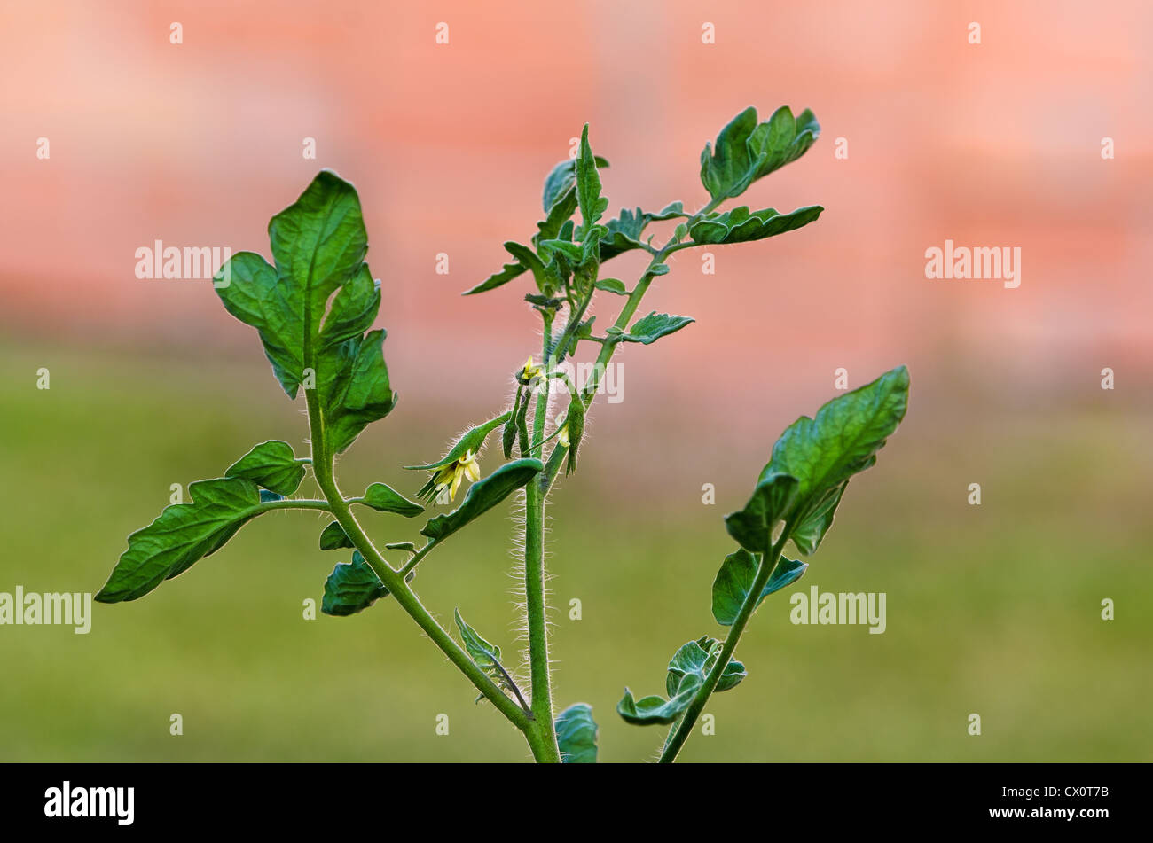 Tomato plant flower hi-res stock photography and images - Alamy