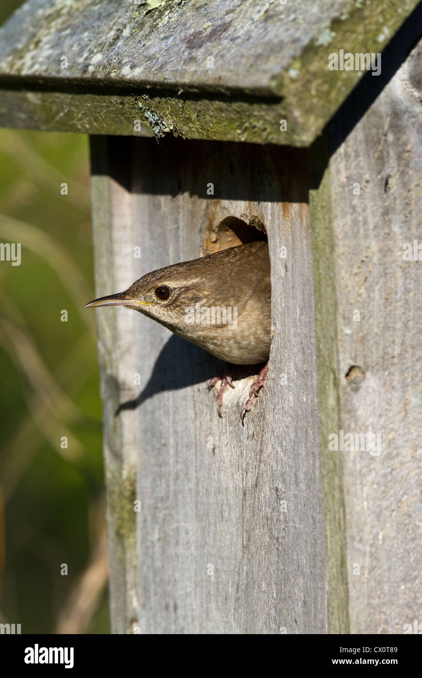 American house wren hi-res stock photography and images - Alamy