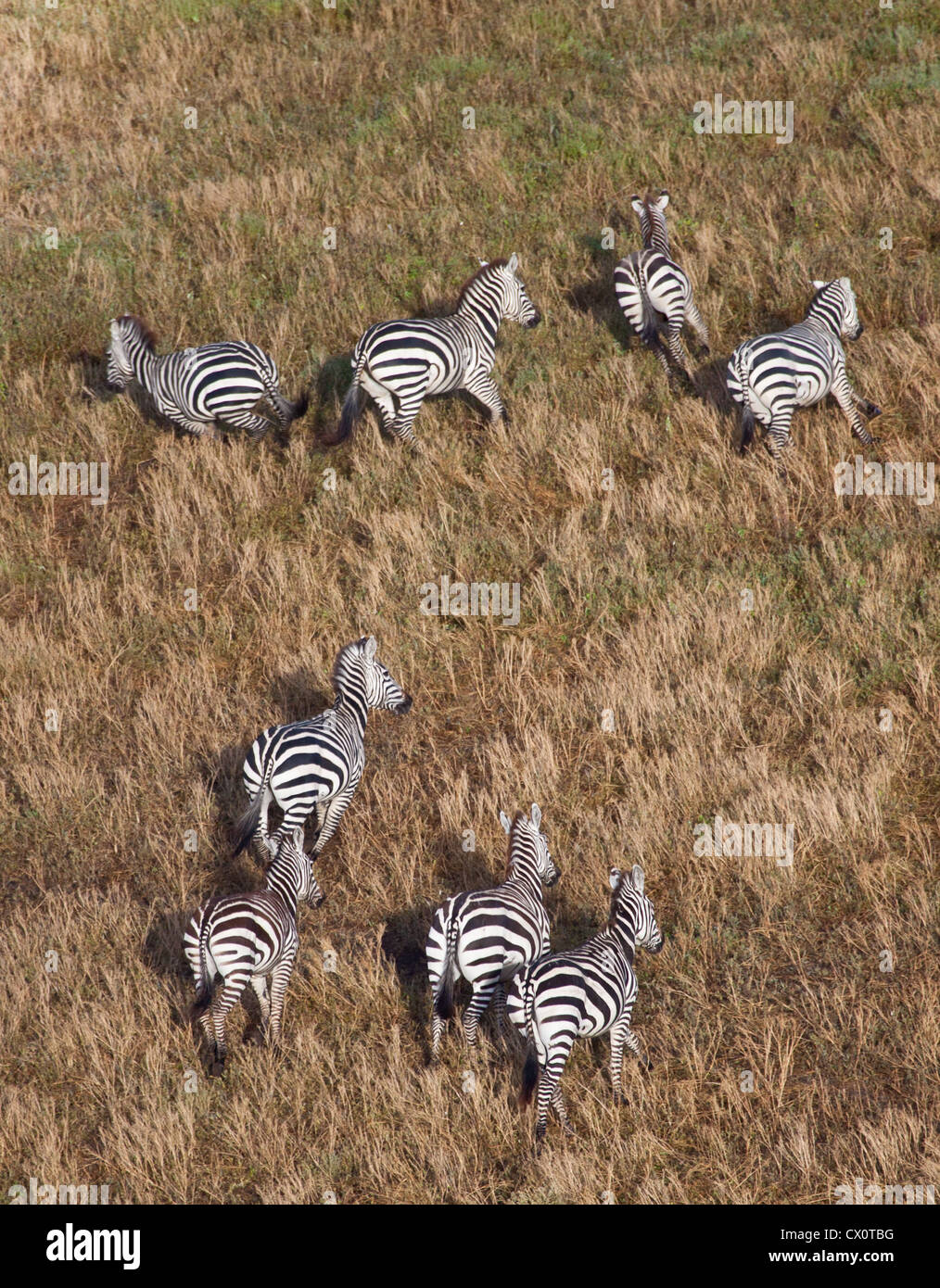 Serengeti zebra migration aerial hi-res stock photography and images ...