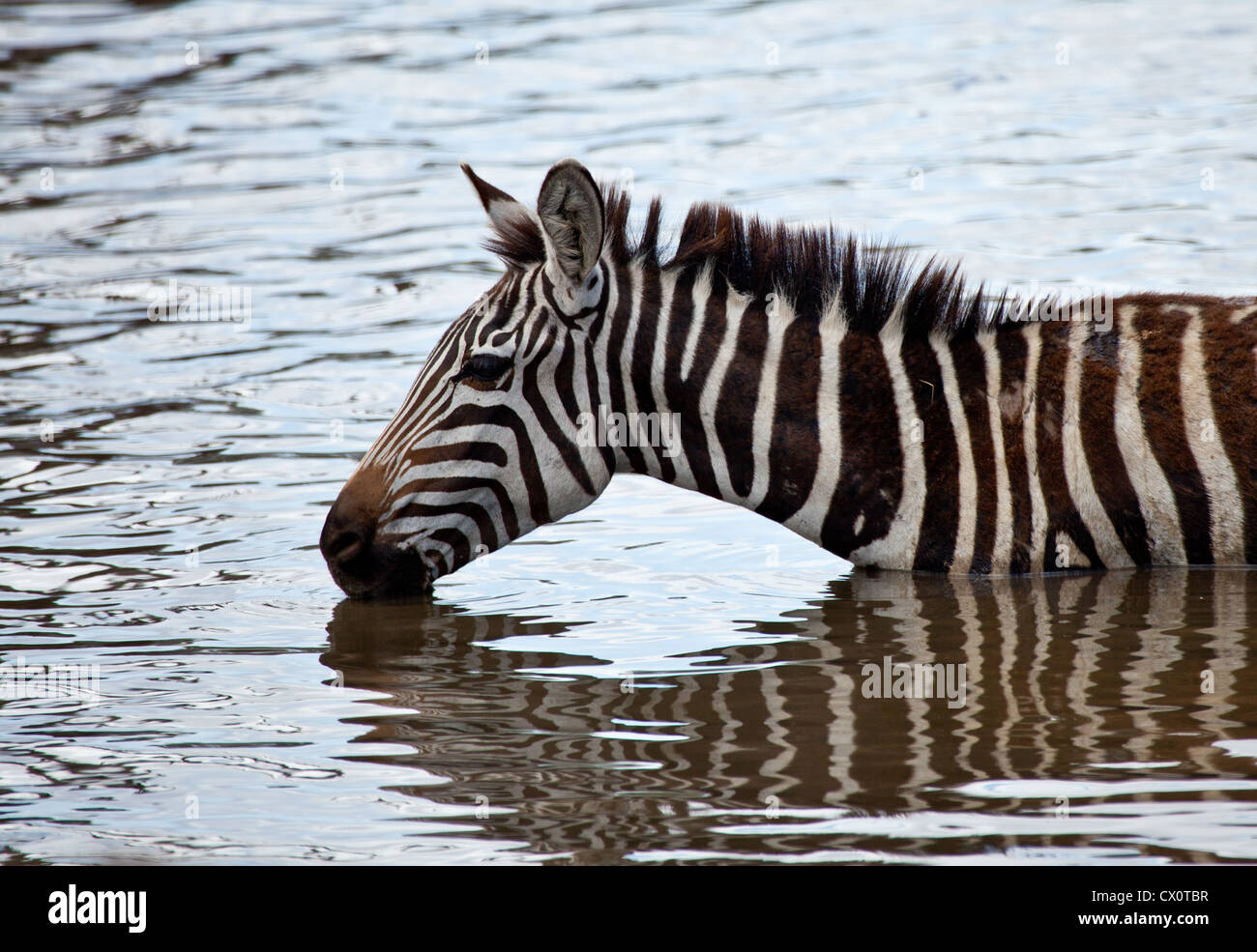 A Zebra wades in for a drink while keeping a keen eye out for predators ...