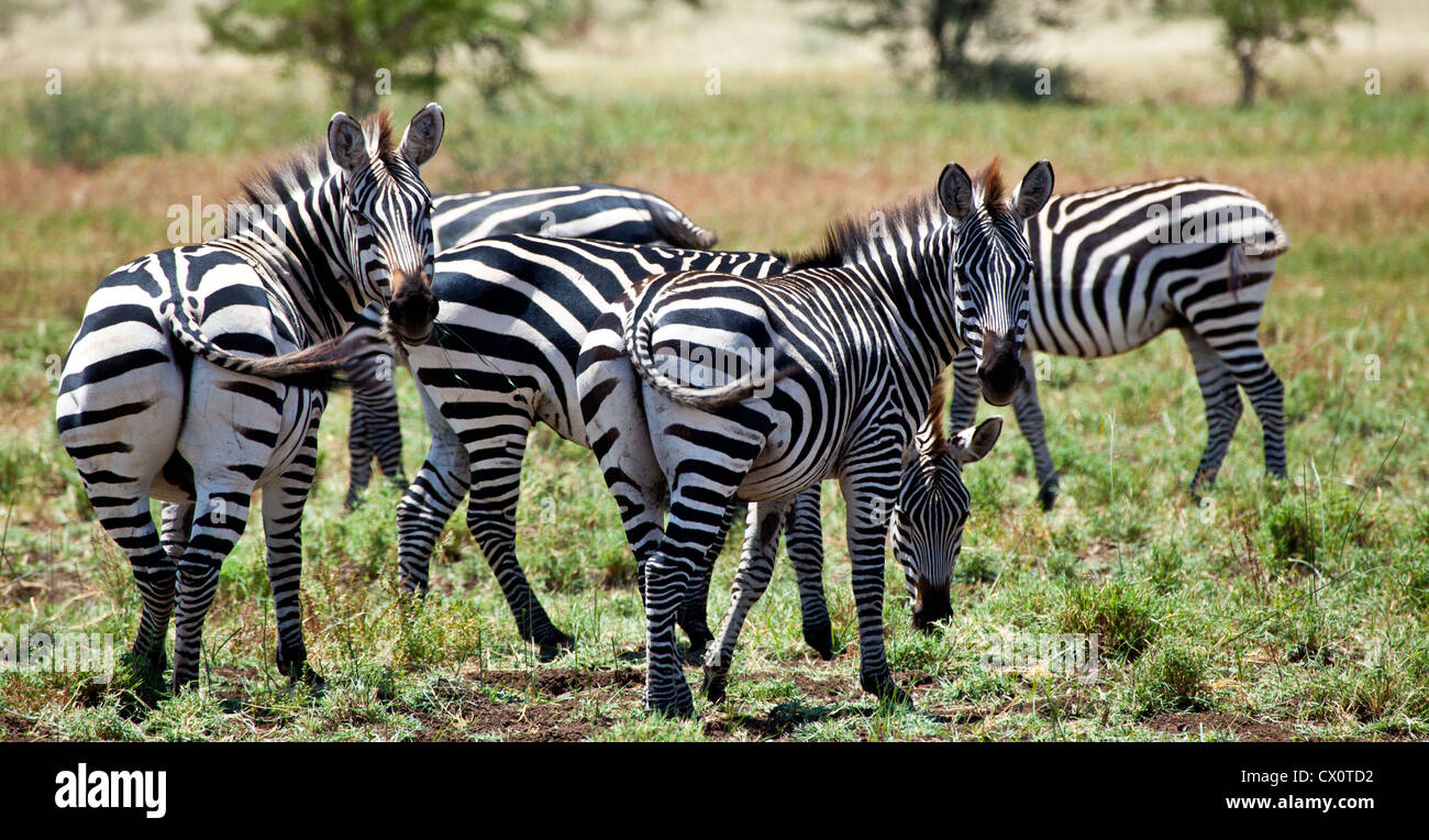 A pair of Zebras looks over their shoulder at the camera. Serengeti ...