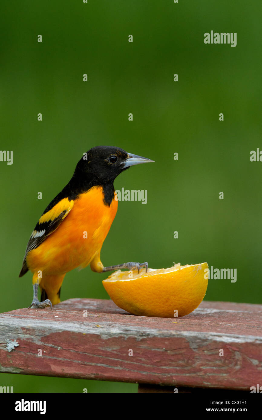 Male Baltimore oriole and orange Stock Photo - Alamy