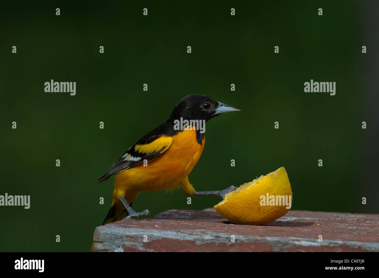 Male Baltimore oriole and orange Stock Photo - Alamy