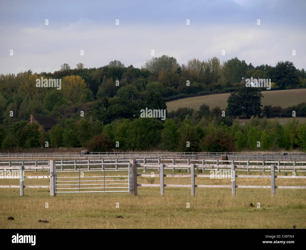 horses in countryside Stock Photo - Alamy