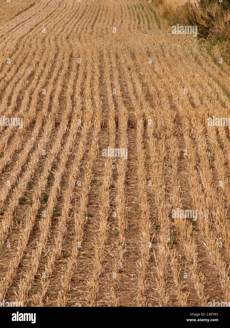 crops in countryside Stock Photo - Alamy