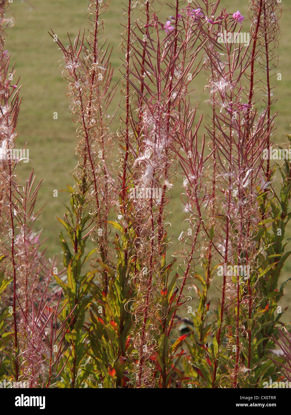 plants in countryside Stock Photo - Alamy