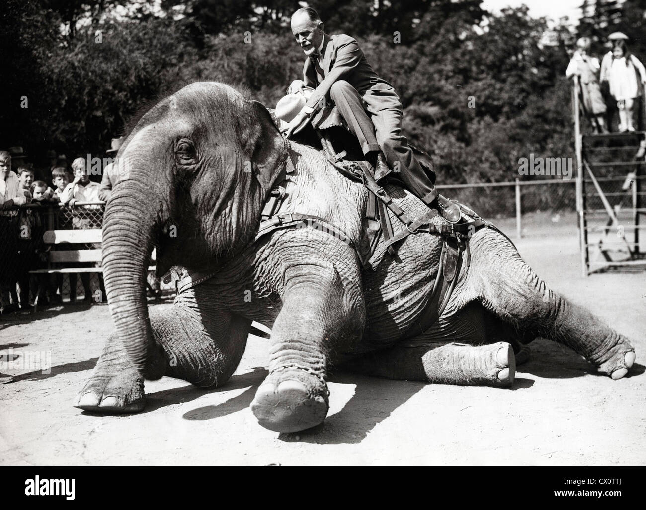 Famous traveler/lecturer Burton Holmes attempts to ride circus elephant ...