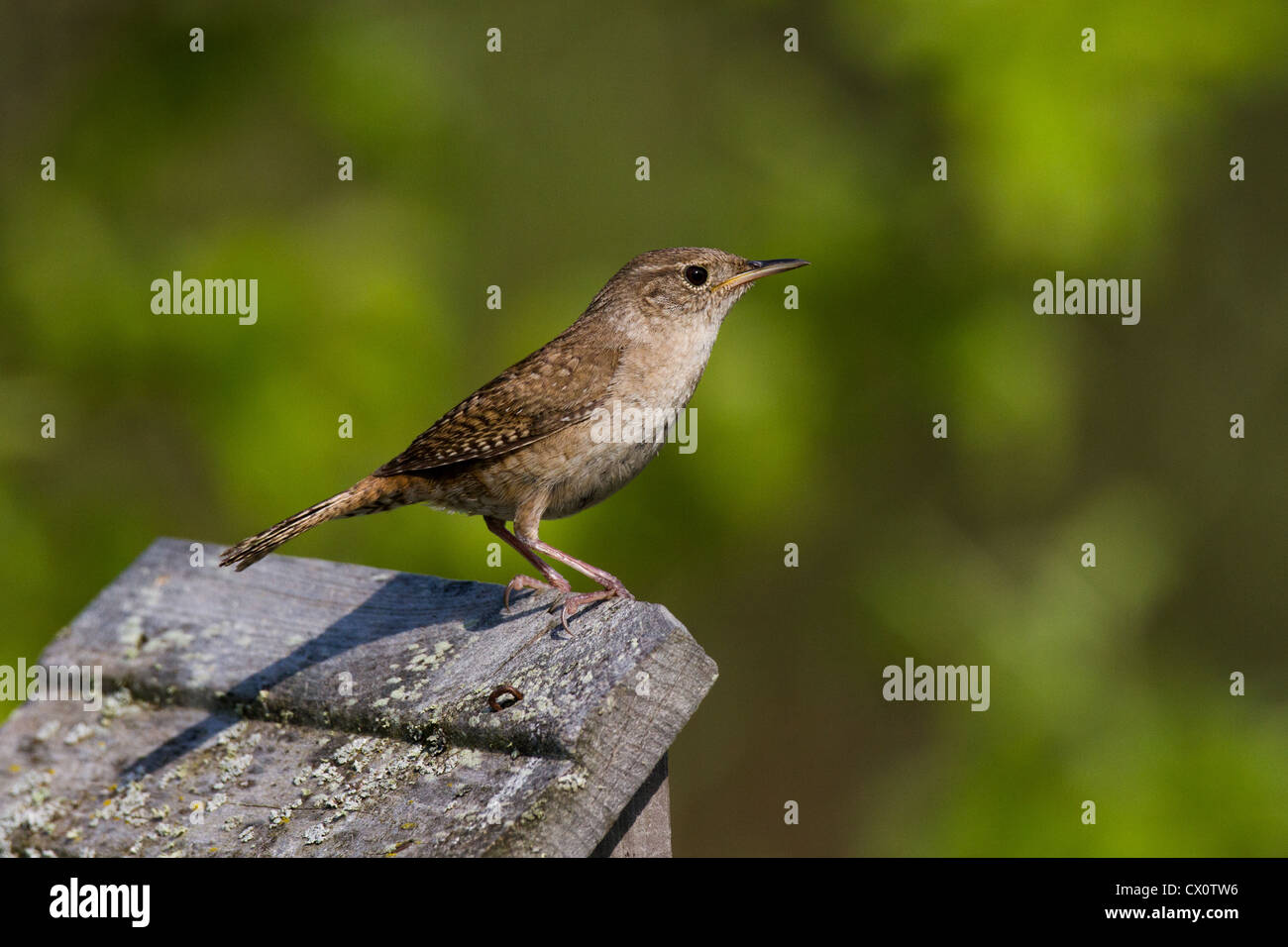 American wren hi-res stock photography and images - Alamy