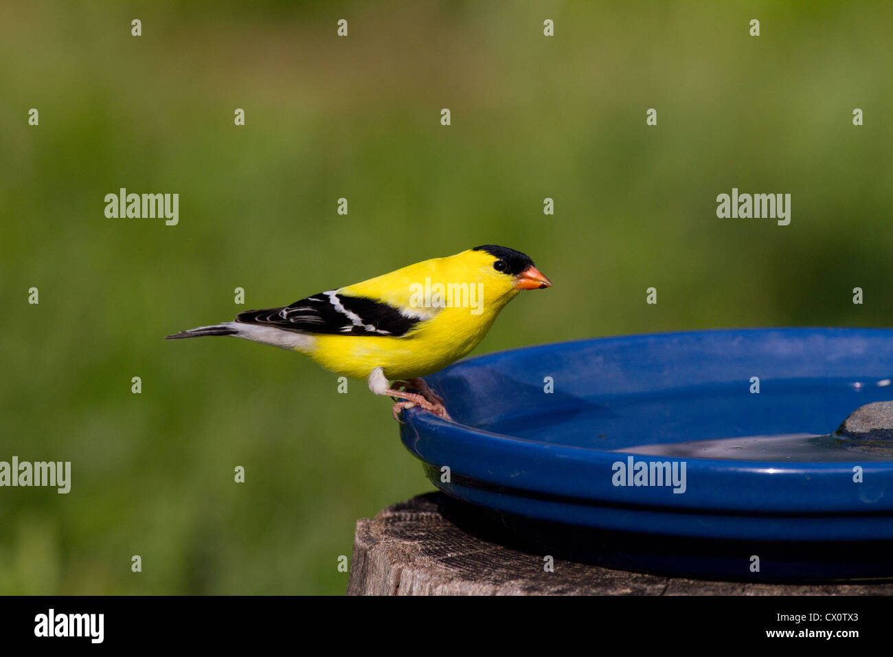 Male American goldfinch Stock Photo - Alamy